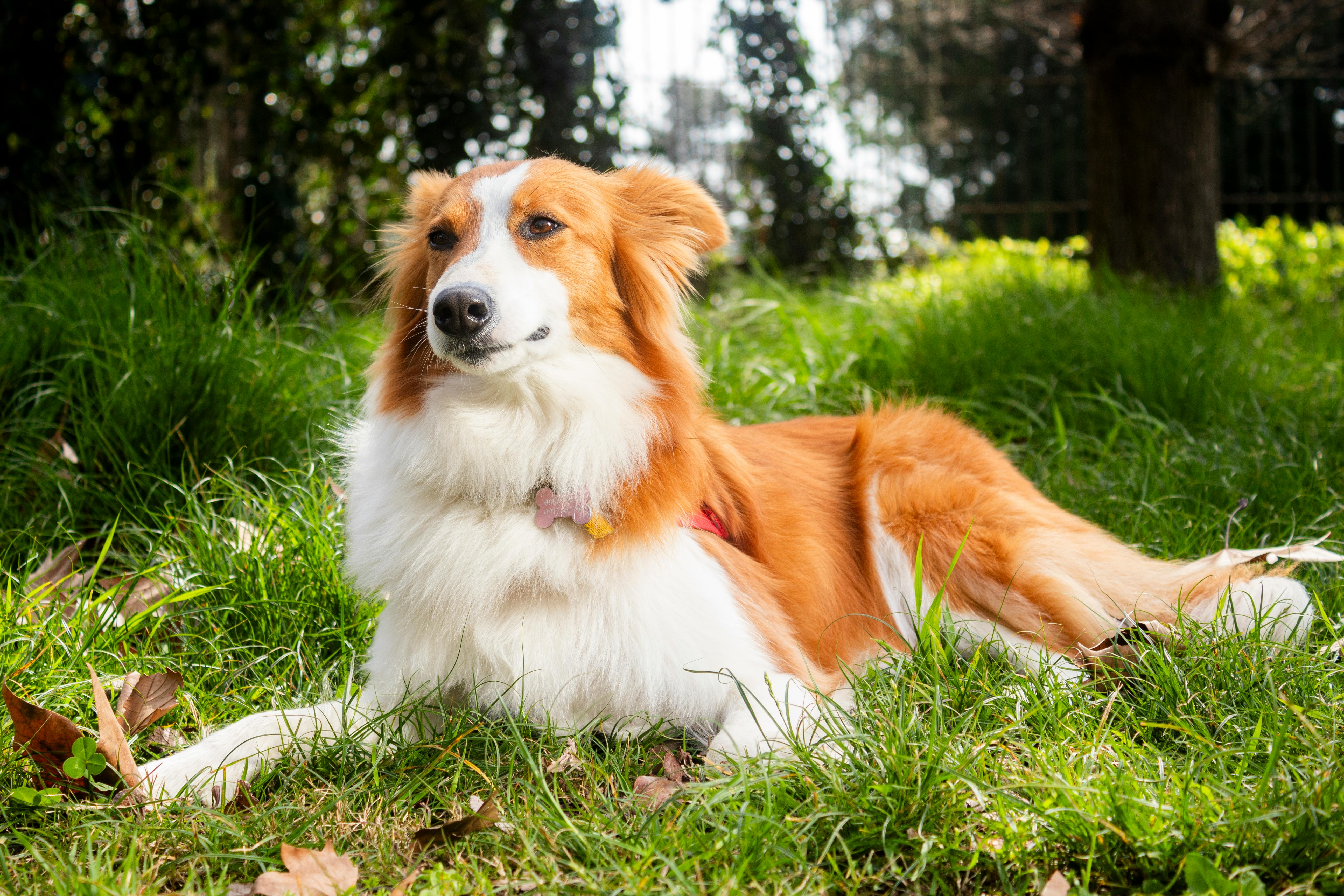 Gullet Sticks for Dogs: A Natural and Nutritious Chew Option – Dog ...